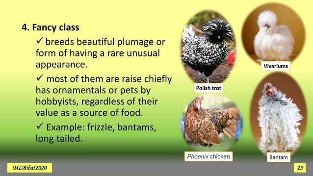 Species of POULTRY | PDF | Birdwatching | Hobbies & Interests