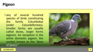 Species of POULTRY | PDF