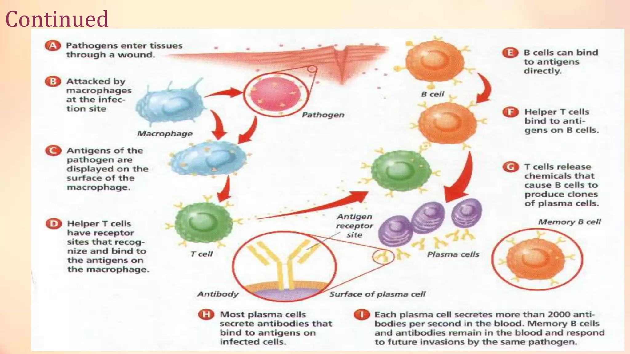 Specific and non Specific immune responses | PPTX