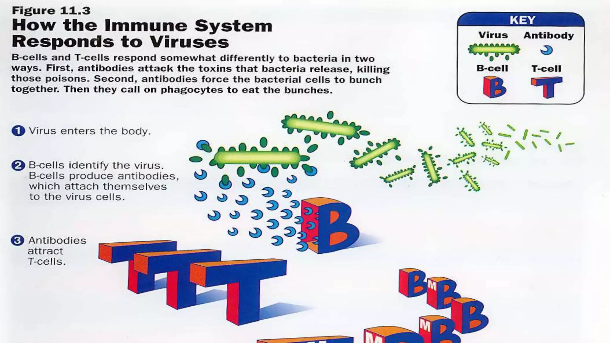 Specific and non Specific immune responses | PPTX