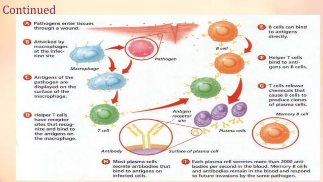 Specific and non Specific immune responses | PPTX | Infectious Diseases ...