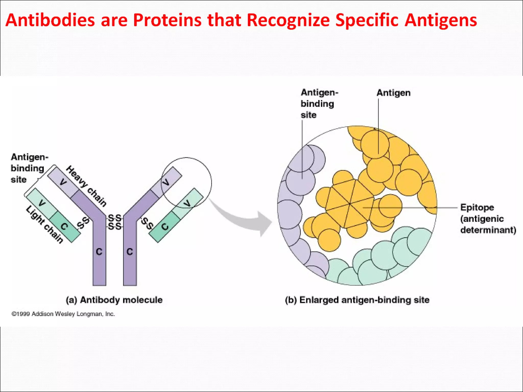 Immunochemistry | PPT
