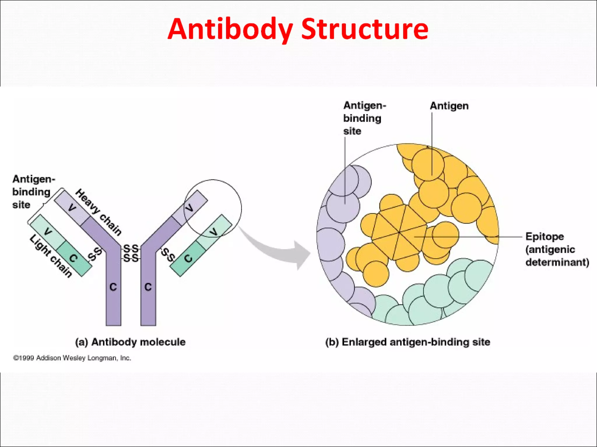 Immunochemistry | PPT