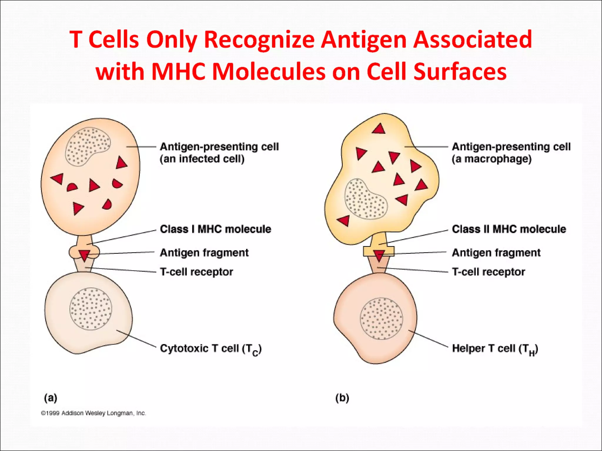 Immunochemistry | PPT
