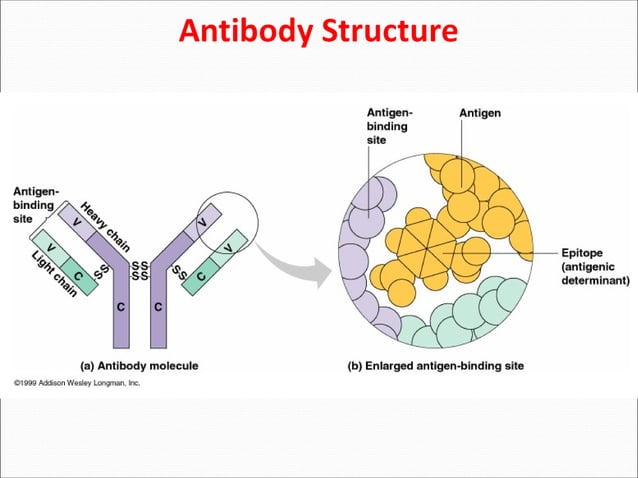 Immunochemistry | PPT
