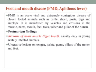 Specific diseases of cattle, buffalo & judgement of carcass | PPTX