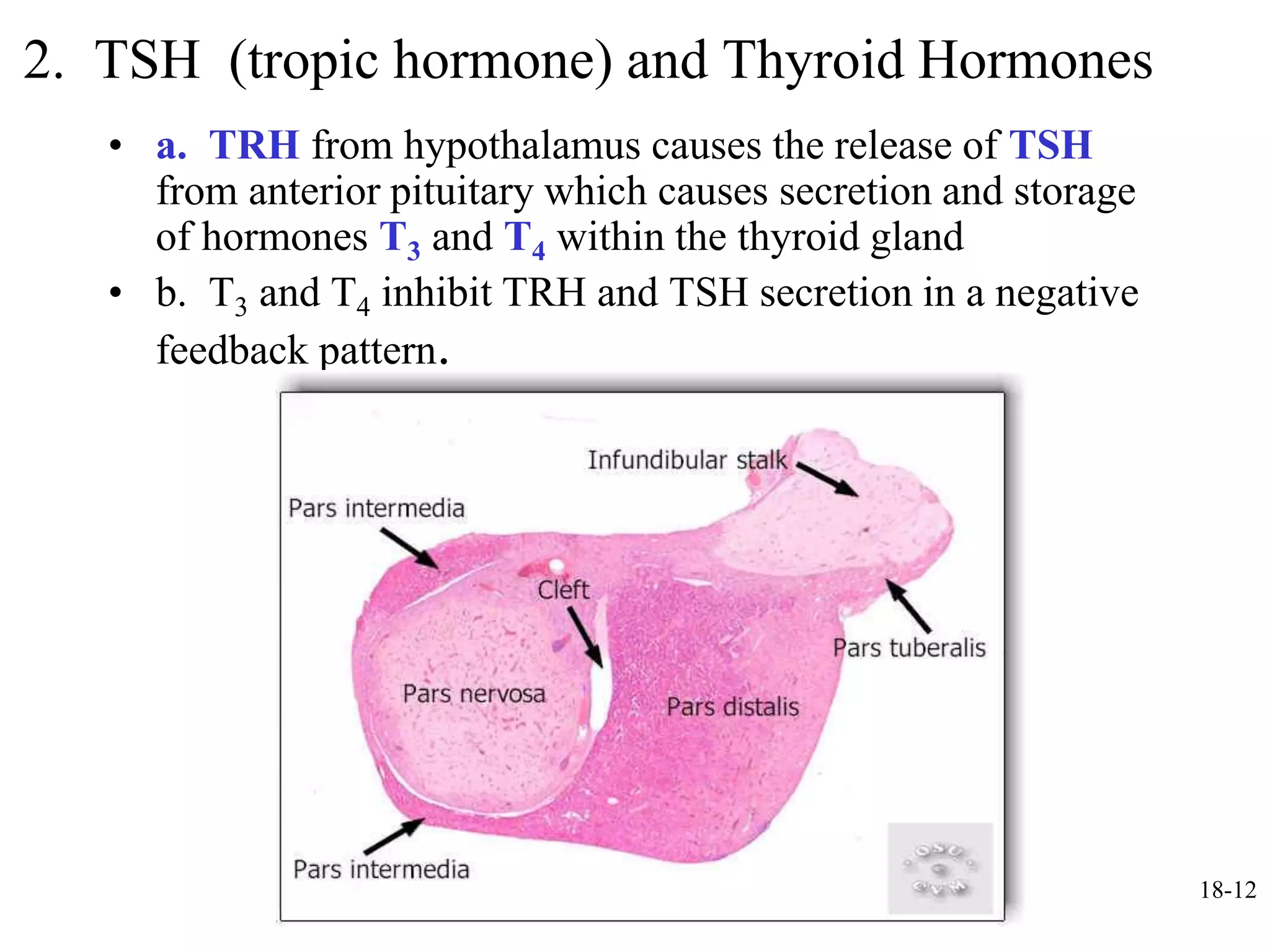 Specific Endocrine Glands.ppt