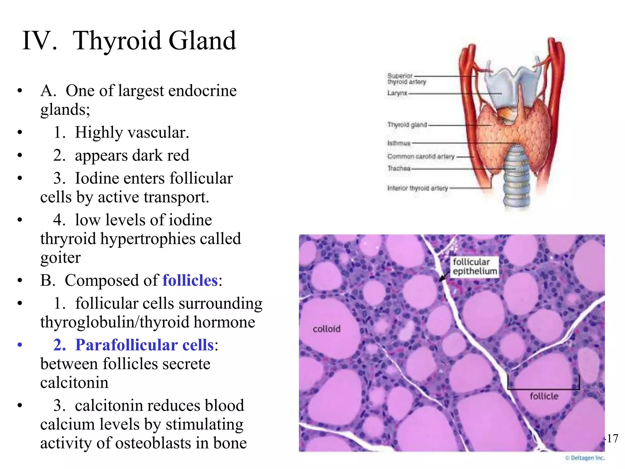 Specific Endocrine Glands.ppt