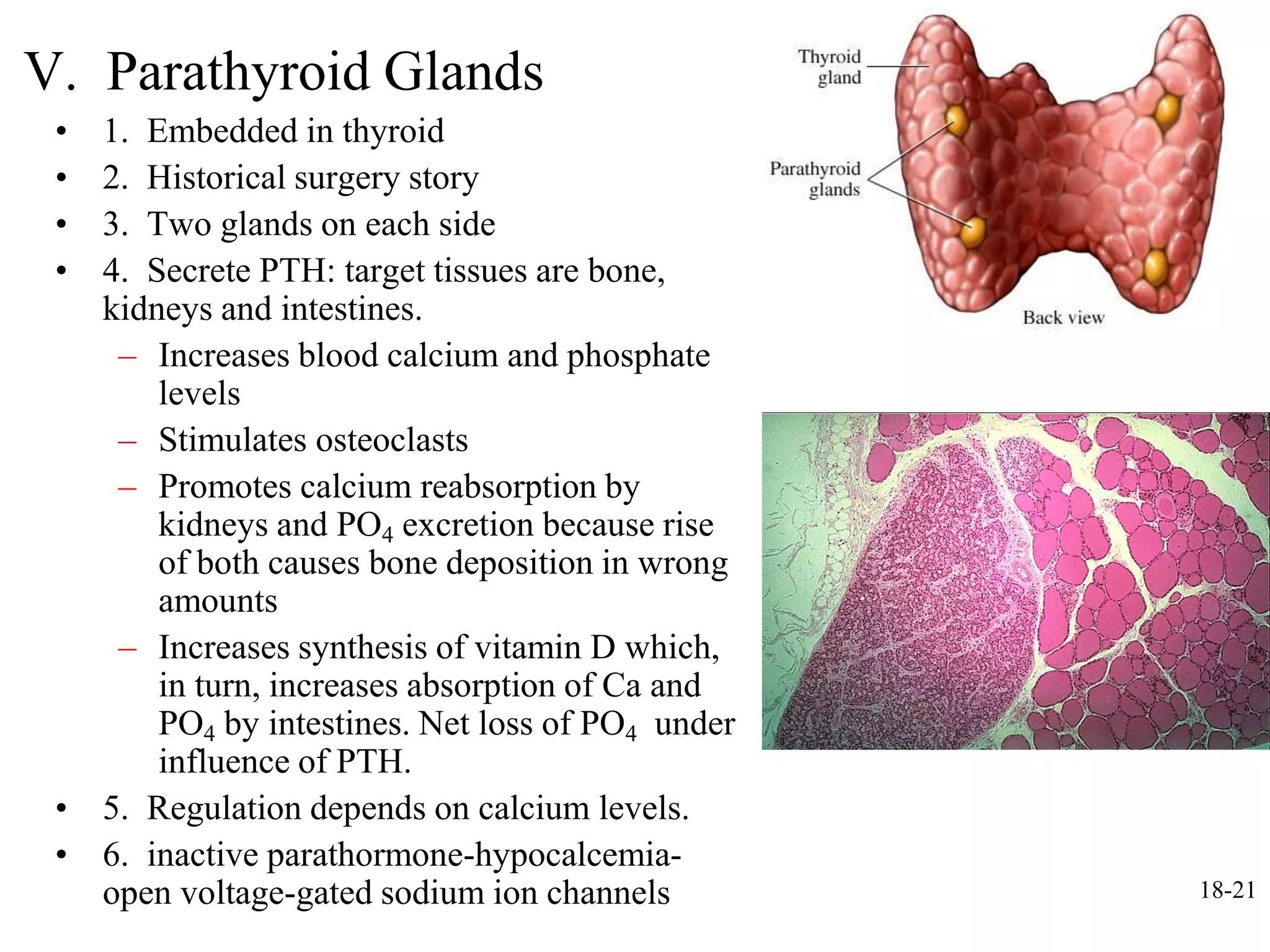 Specific Endocrine Glands.ppt