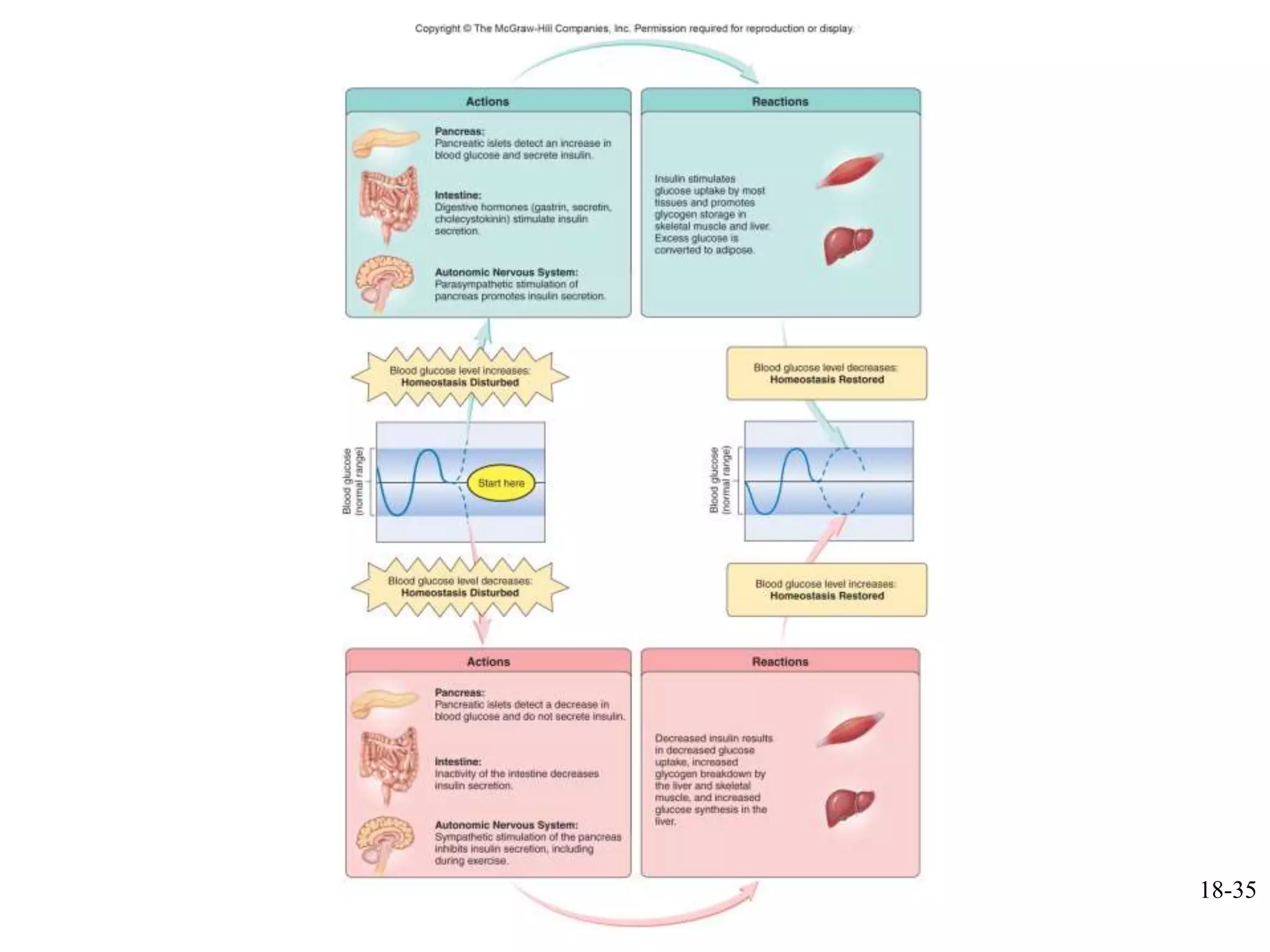 Specific Endocrine Glands.ppt