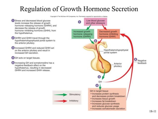 Specific Endocrine Glands.ppt