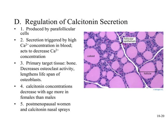Specific Endocrine Glands.ppt