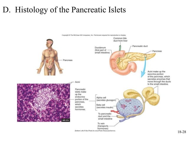 Specific Endocrine Glands.ppt