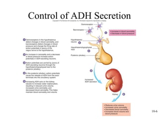 Specific Endocrine Glands.ppt