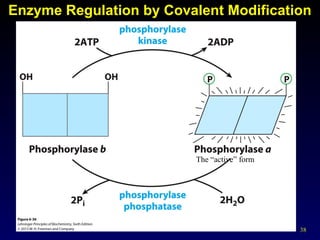Specificity of enzymesThis specificity is categorized into four main ...