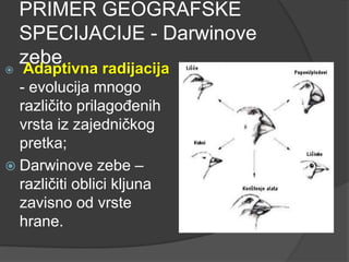 SPECIJACIJA ppt.pptx