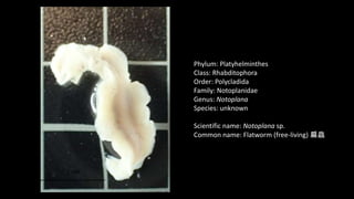 Platyhelminthes specimens | PPT