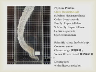 Porifera specimens | PPTX
