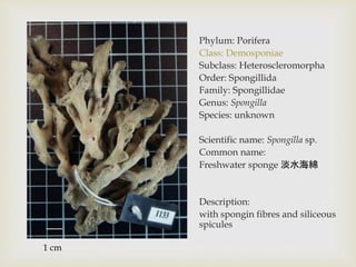 Porifera specimens | PPT