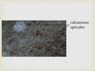 Porifera specimens | PPTX