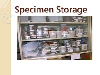 Specimen storage | PPTX | Blood Disorders | Diseases and Conditions