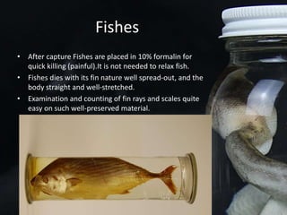 Specimen and its preservation | PPTX