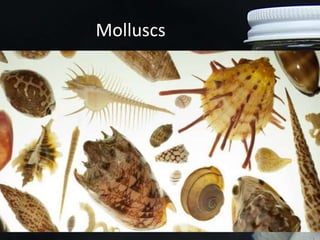 Specimen and its preservation | PPTX