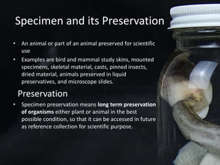 Specimen and its preservation | PPTX
