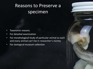 Specimen and its preservation | PPTX