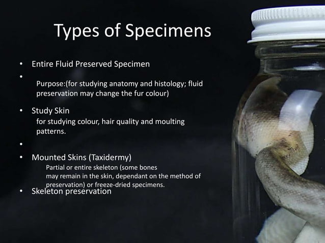 Specimen and its preservation | PPTX | Alcoholic Beverages | Food & Drink