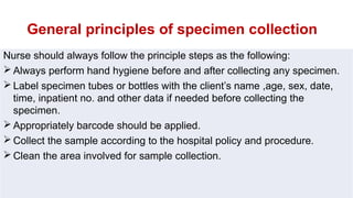 Specimen collection procedure........... | PPT