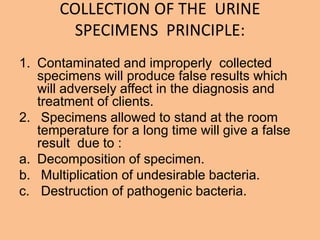 SPECIMEN COLLECTION AND TESTING ( theory ).pptx