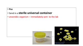 Specimen collection for clinical microbiology laboratory | PPTX