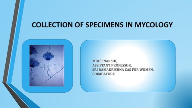 Specimen collection in mycology | PPTX | Skin and Dermatology | Diseases and Conditions