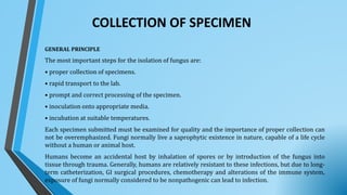 Specimen collection in mycology | PPTX