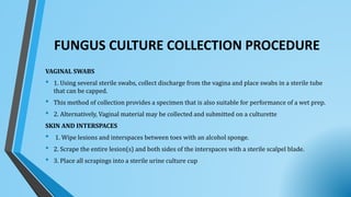Specimen collection in mycology | PPTX