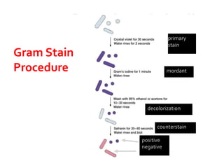 Specimen prep | PPTX