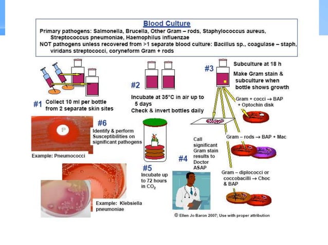 Specimen Processing.ppt