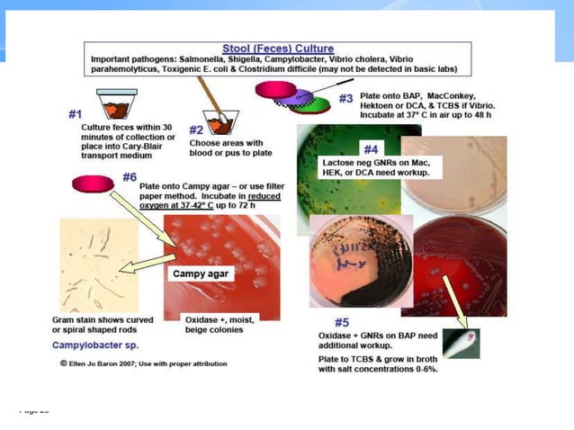 Specimen Processing.ppt