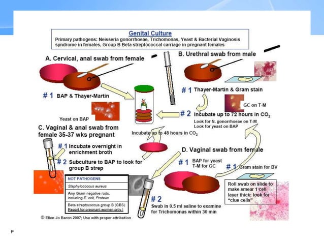 Specimen Processing.ppt