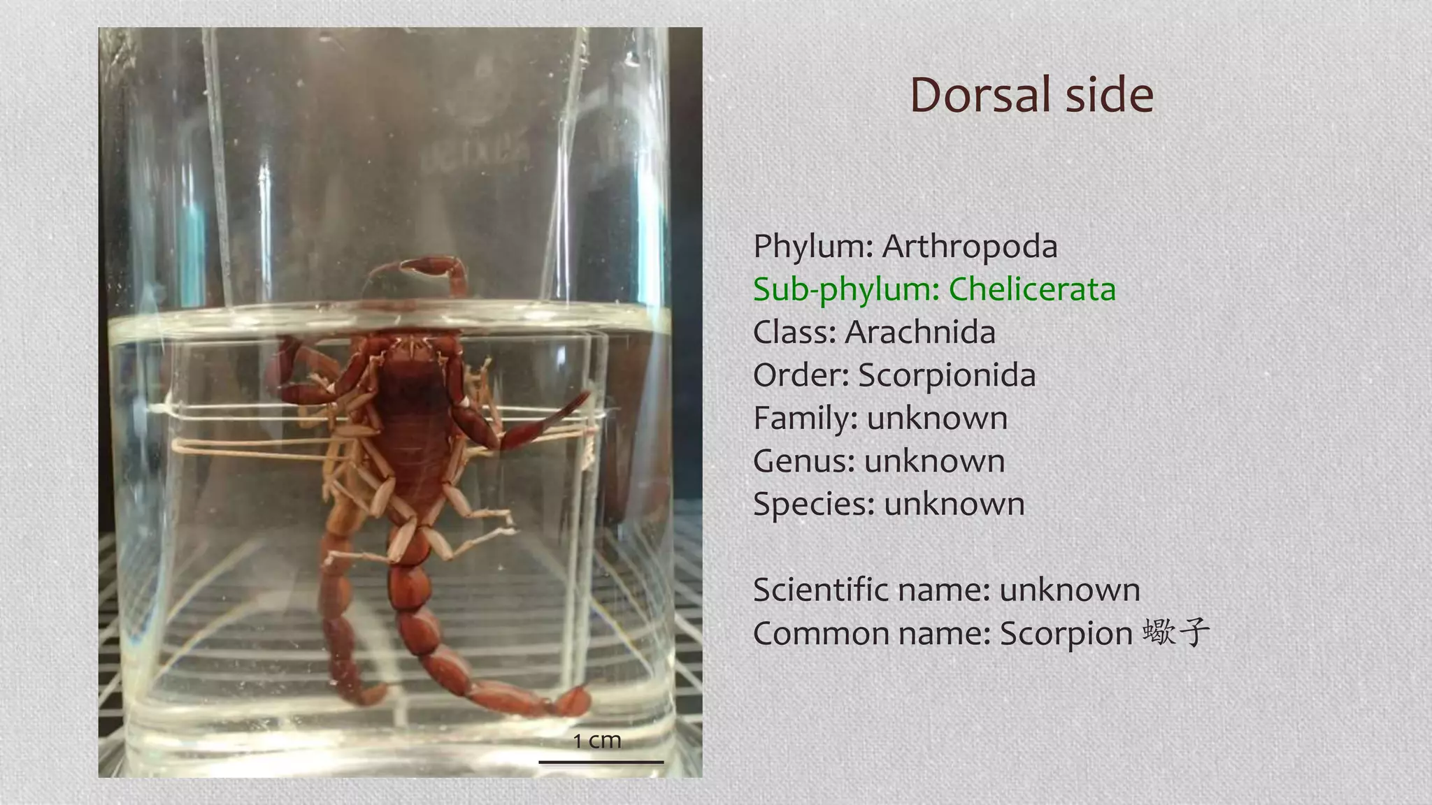 Arthropoda specimens | PPT