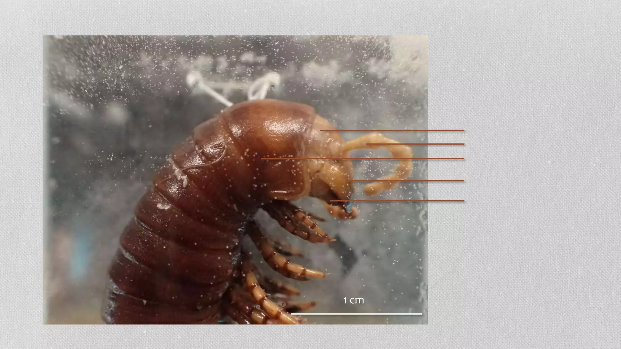 Arthropoda specimens | PPT