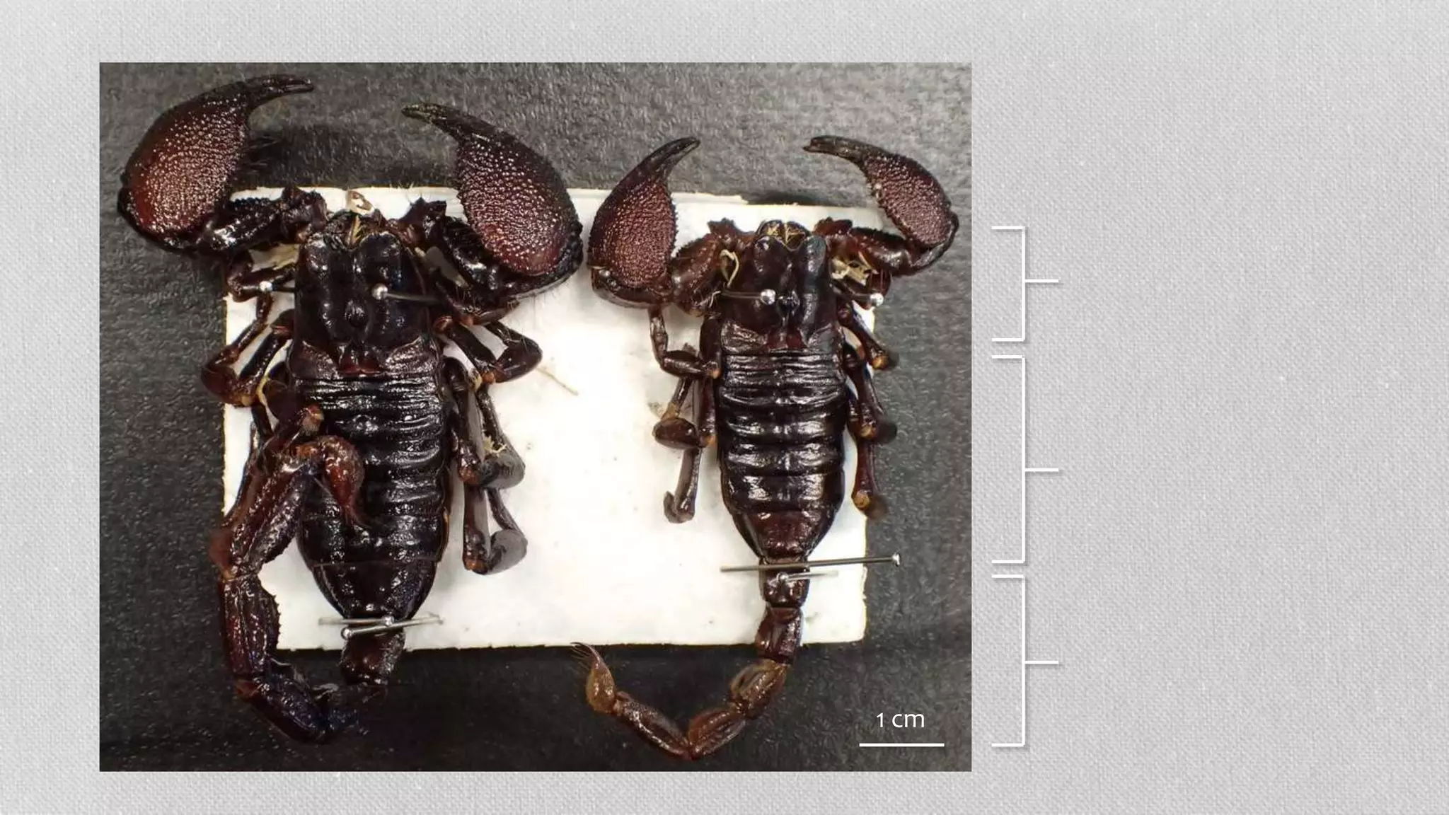 Arthropoda specimens | PPT
