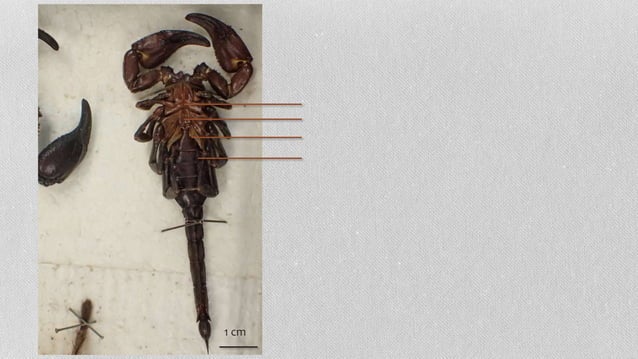Arthropoda specimens | PPT