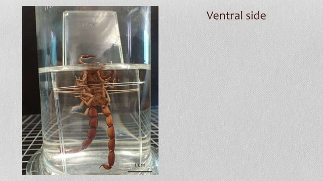 Arthropoda specimens | PPT