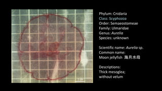 Cnidaria specimens | PPTX