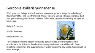 Specimen Trees | ODP