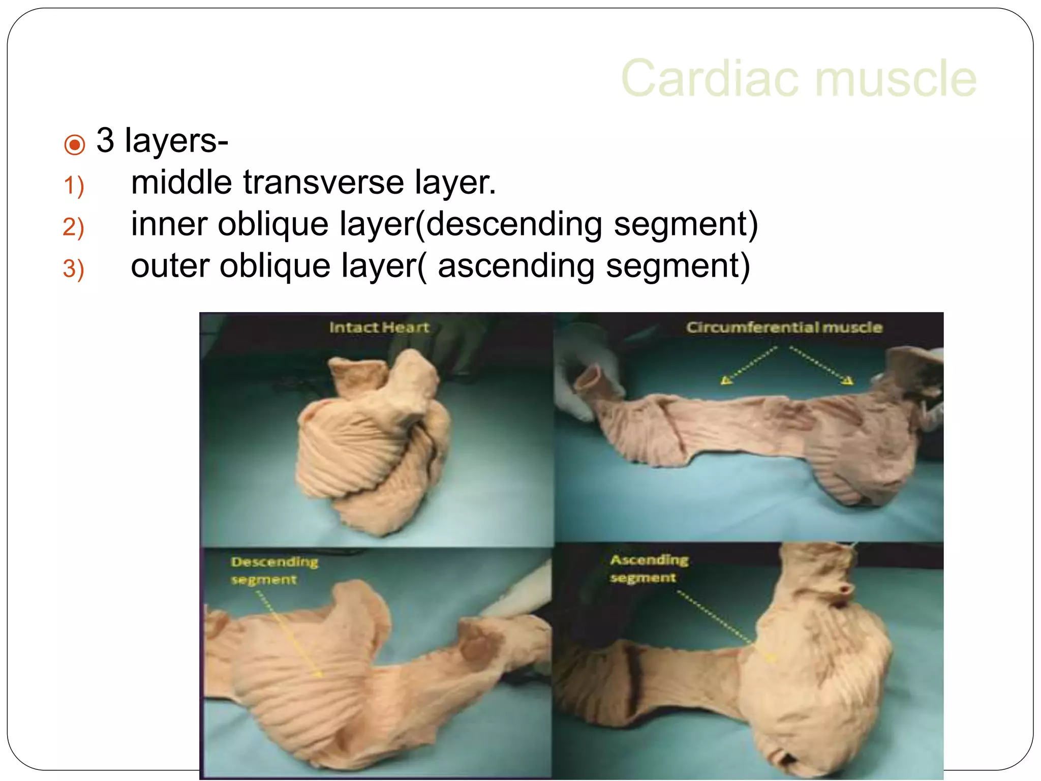 Speckle Tracking Echocardiography | PPTX