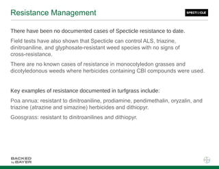 Specticle Presentation | PPT