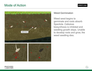 Specticle Presentation | PPT